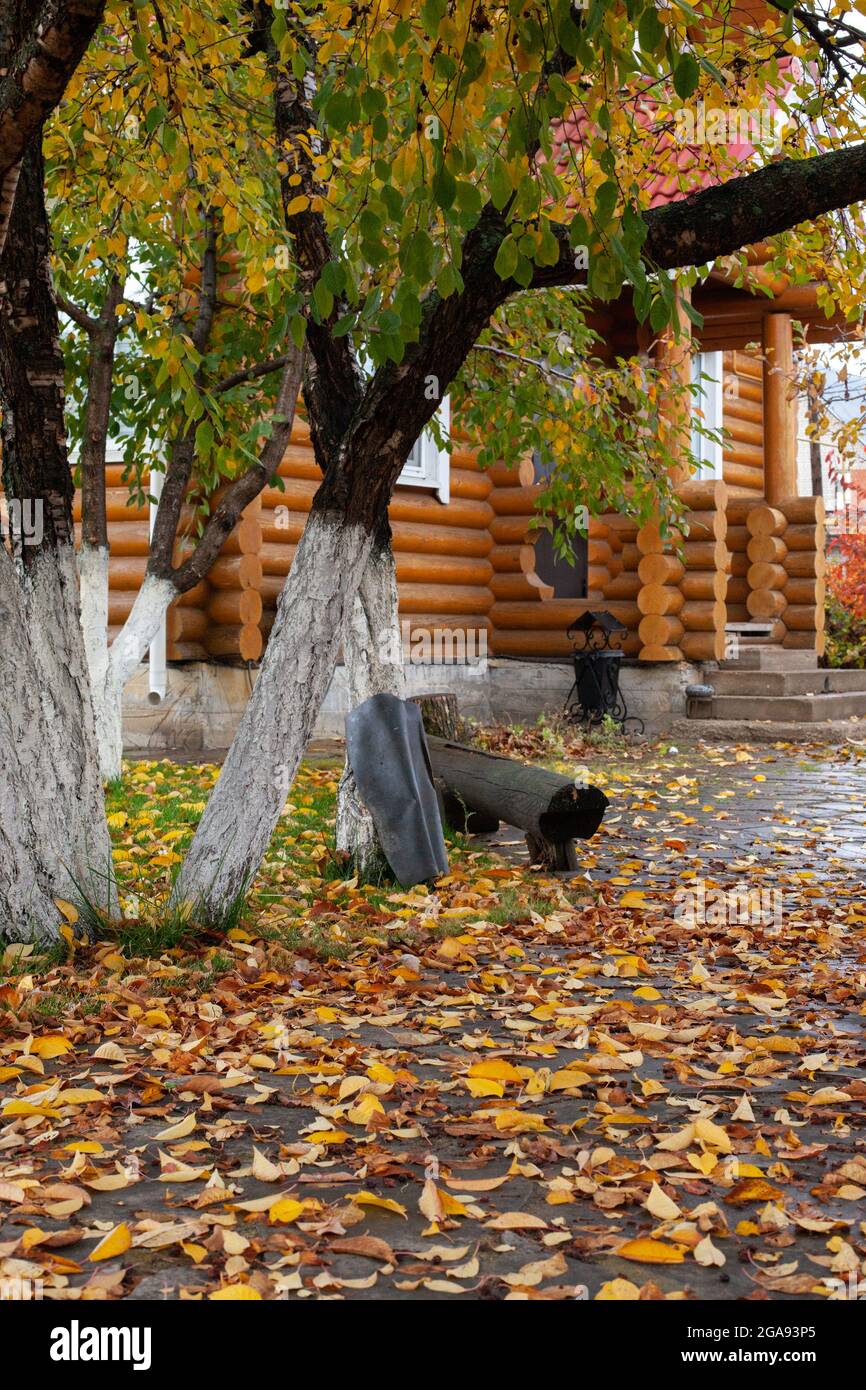 Backyard with fallen leaves. Garden with garden trees and falling ...