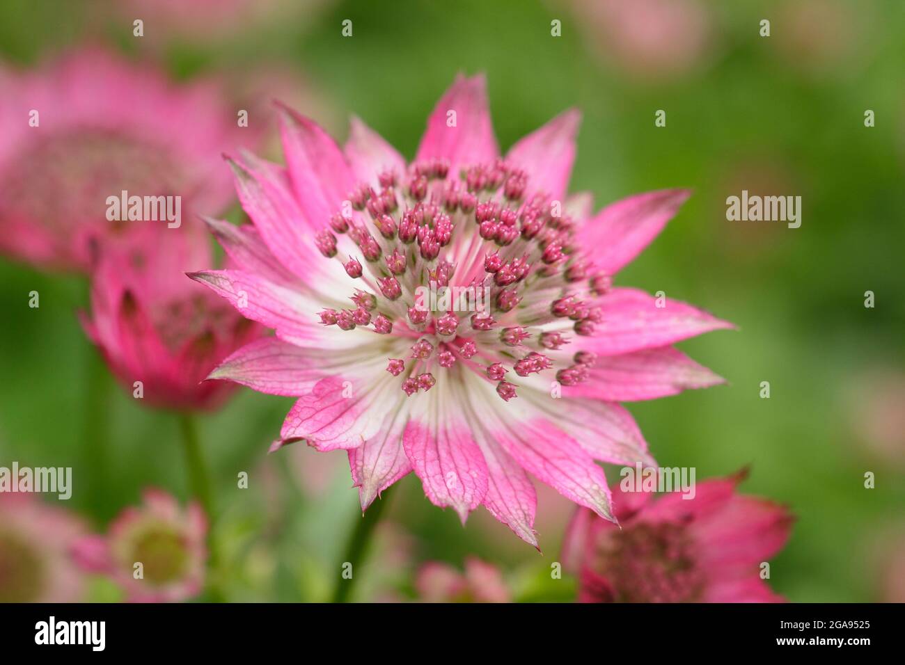 Astrantias hi-res stock photography and images - Alamy