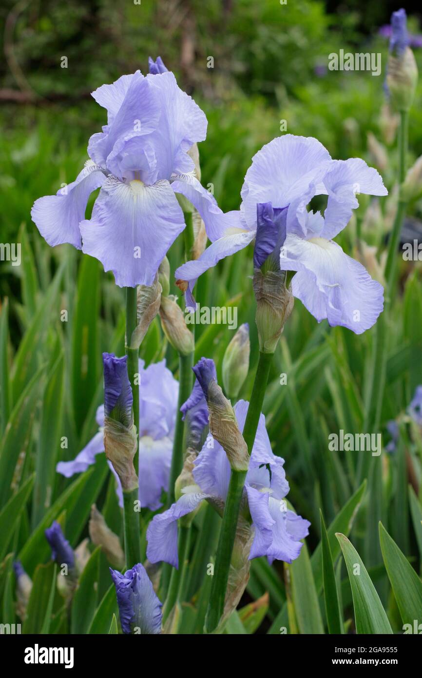 Light blue blooms of Iris 'Jane Phillips', a tall bearded iris. UK ...