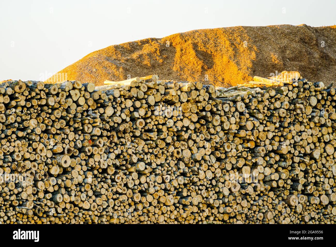 Biomass pyramid hi-res stock photography and images - Alamy