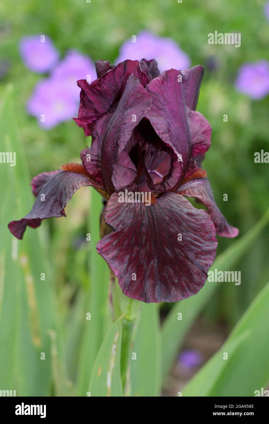 Deep maroon flowers of Iris 'Langport Wren' an intermediate bearded ...