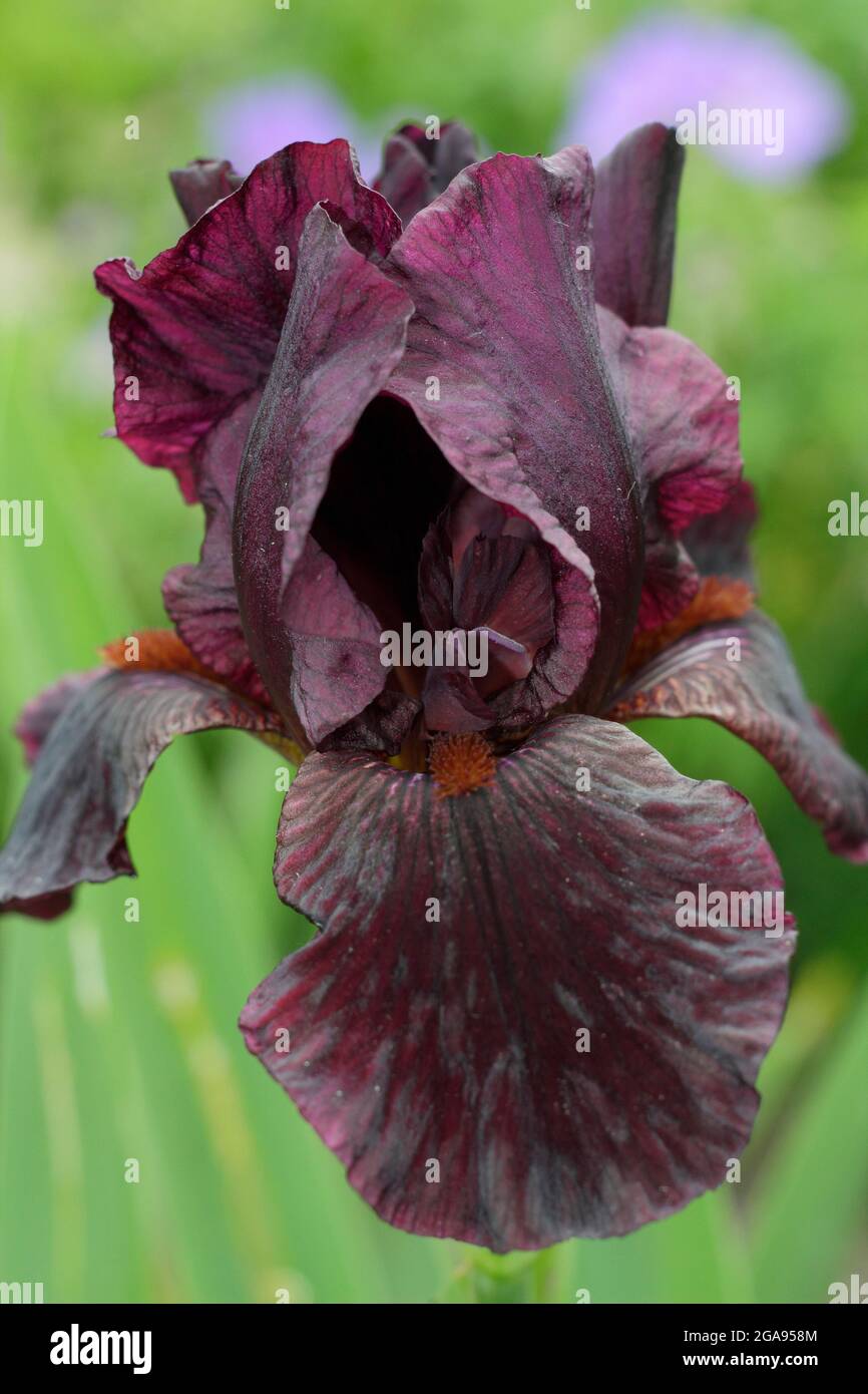 Deep maroon flowers of Iris 'Langport Wren' an intermediate bearded ...