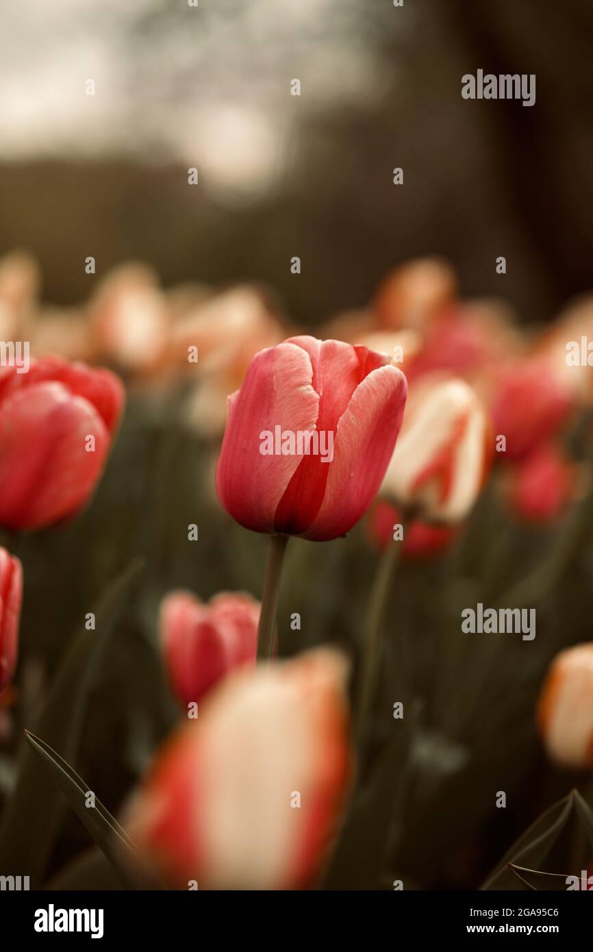 Warm Ohio Tulip Flower Stock Photo - Alamy