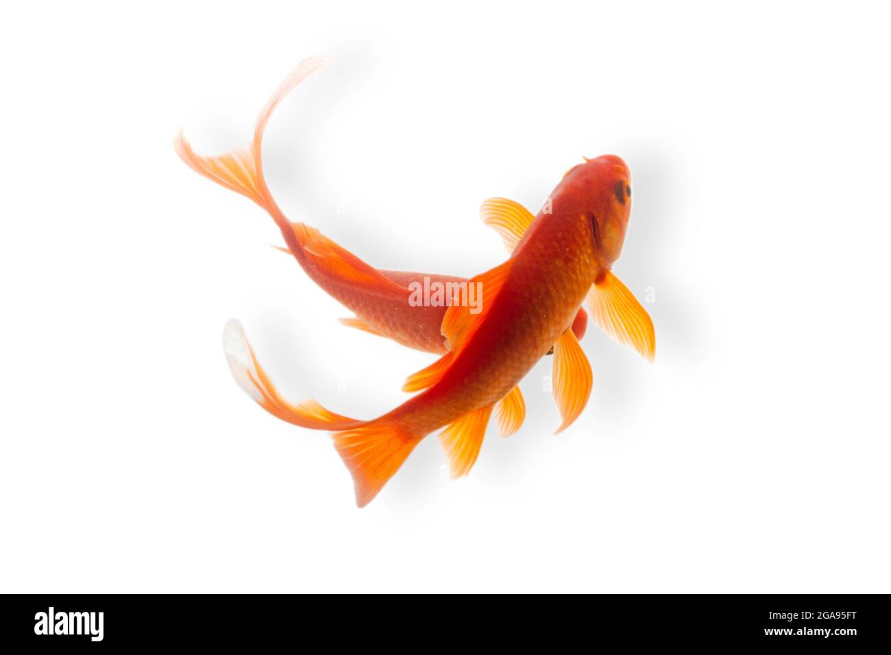 Butterfly fish animal in Cut Out Stock Images & Pictures - Alamy