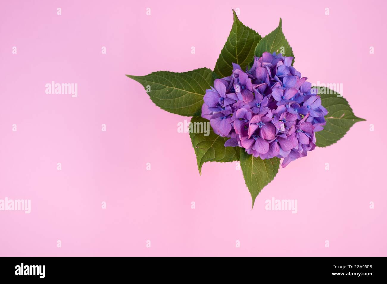 Top view of purple hydrangeas in a vase on a purple surface with ...