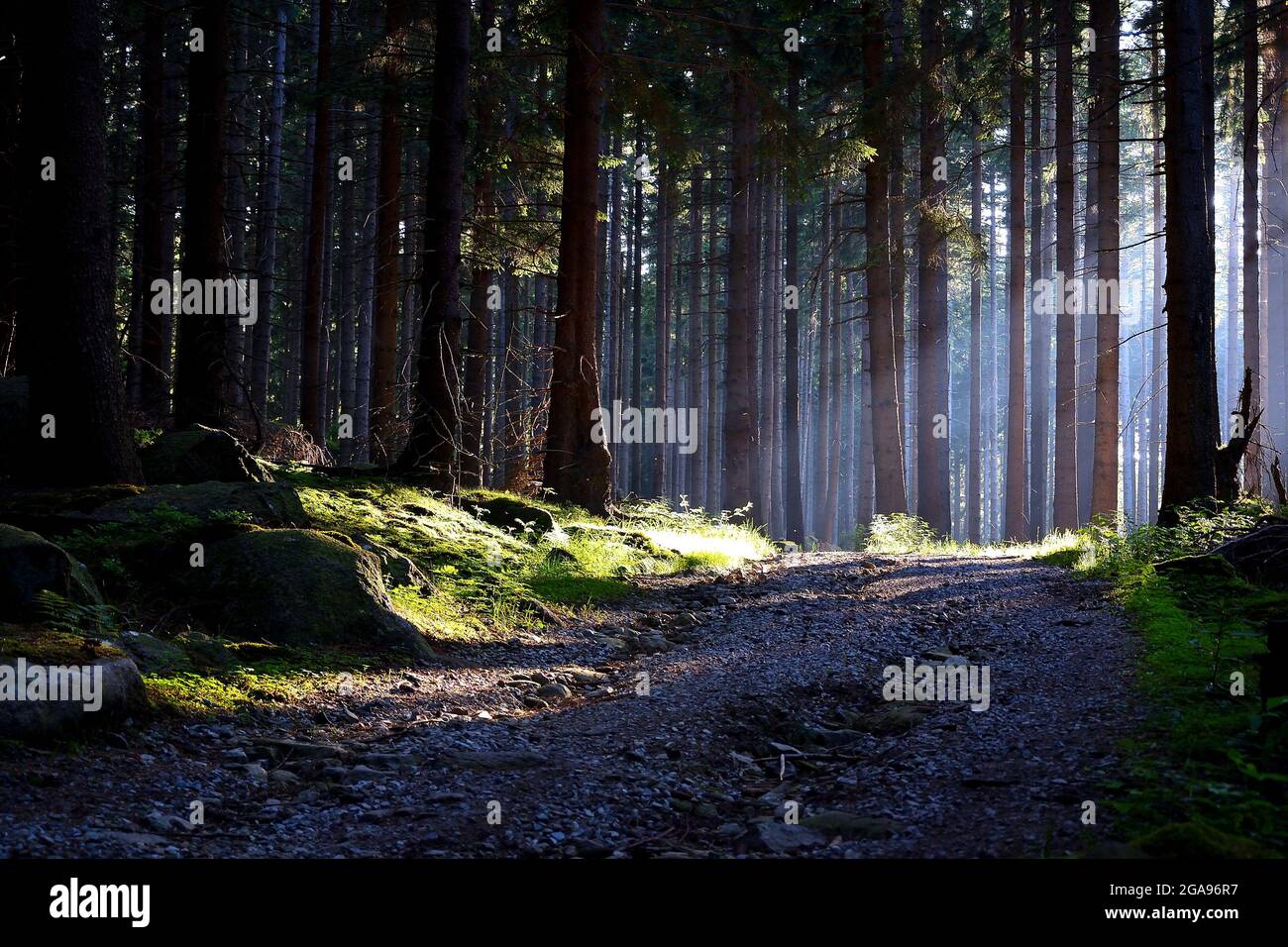 Trail in a dense forest with the sun rays penetrating through the trees ...