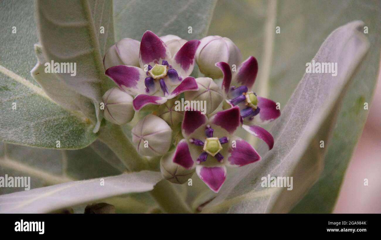Closeup shot of blooming purple Calotropis flowers Stock Photo - Alamy