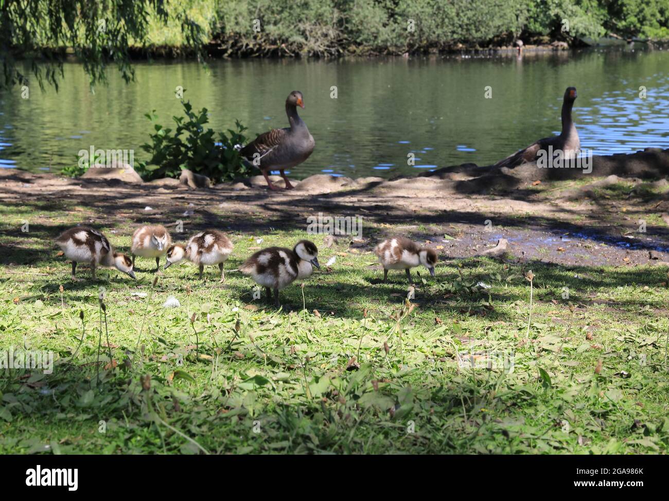 Egyptian geese on the lovely lake in historic Grovelands Park, in ...