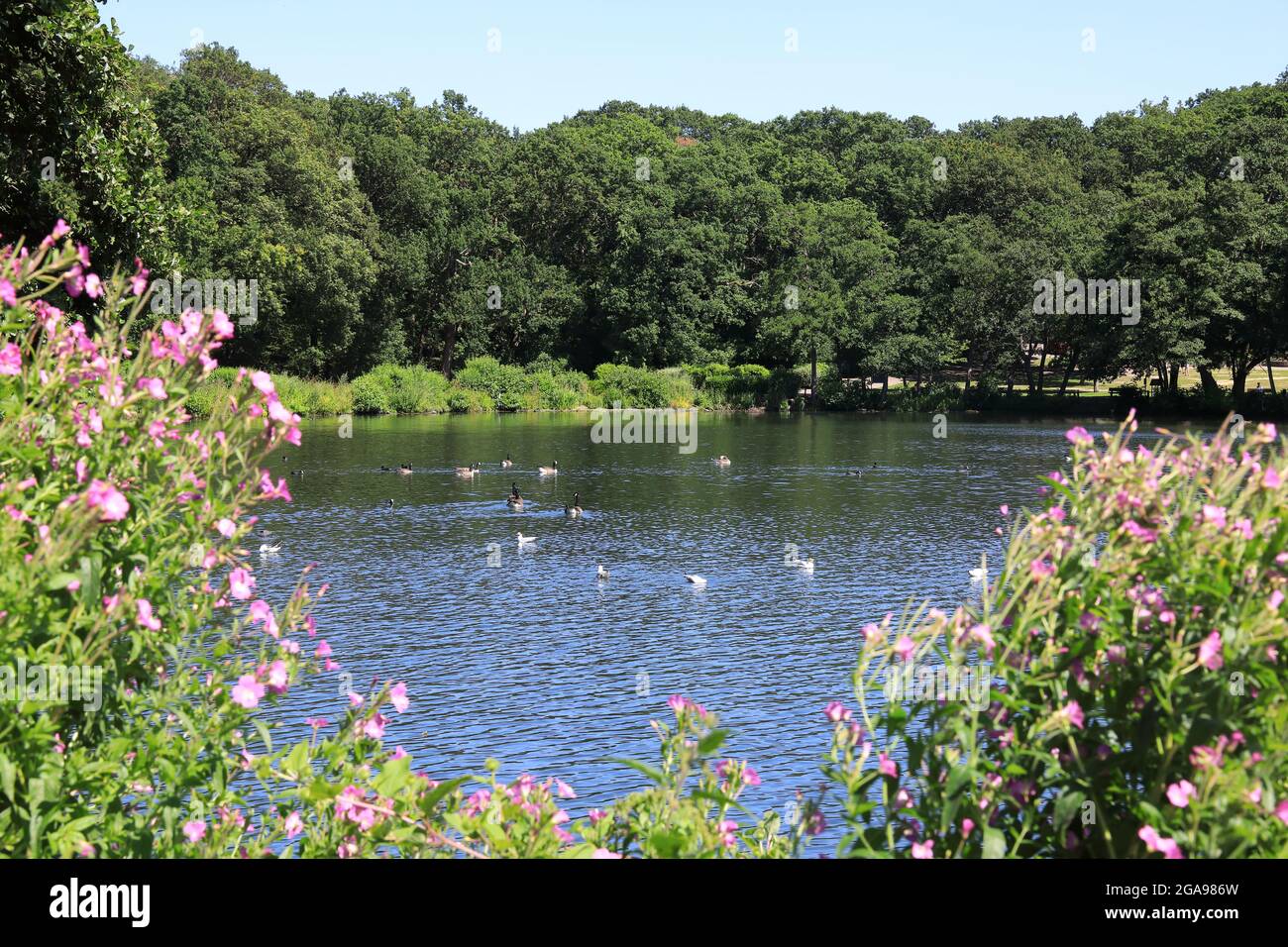 The beautiful lake in historic Grovelands Park, in Southgate and ...