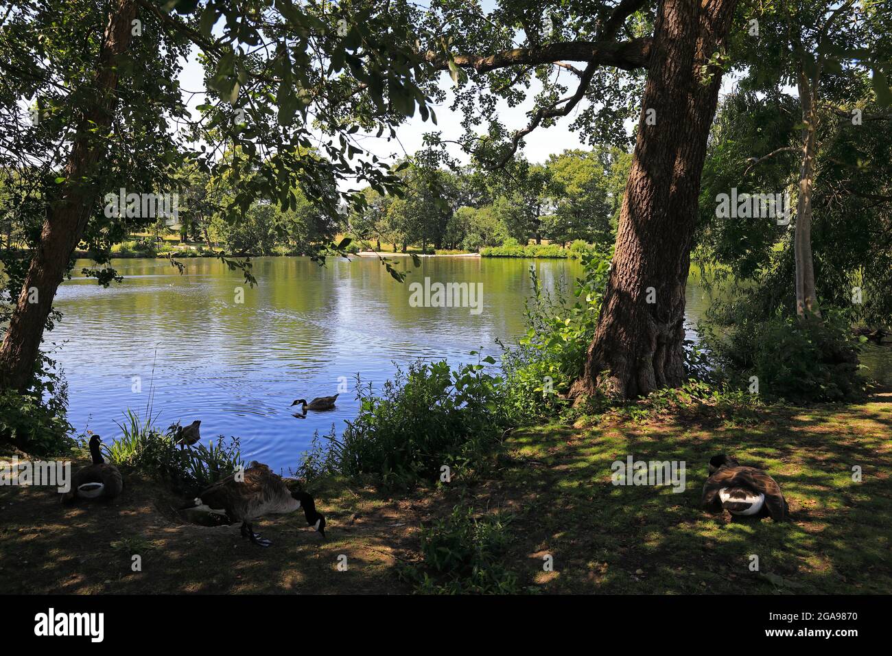 The beautiful lake in historic Grovelands Park, in Southgate and ...