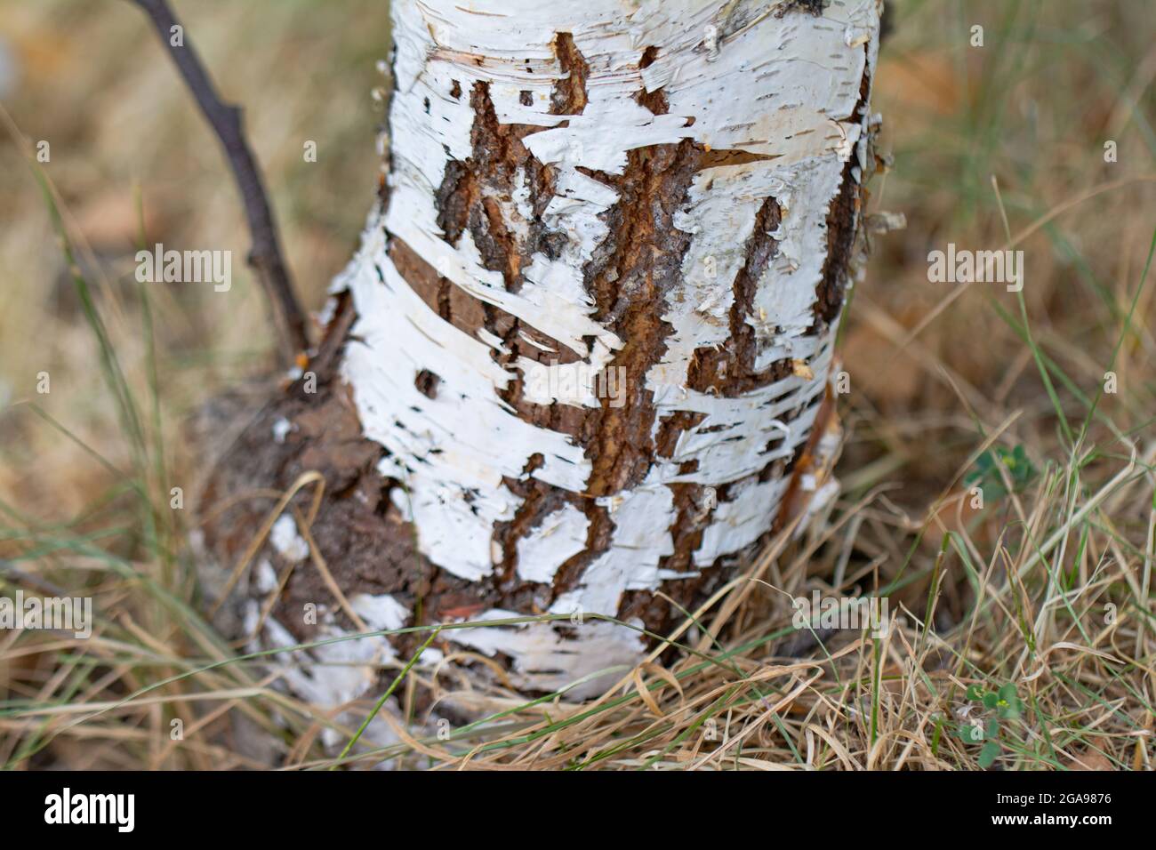 birch bark pattern with black birch stripes on white birch bark and ...