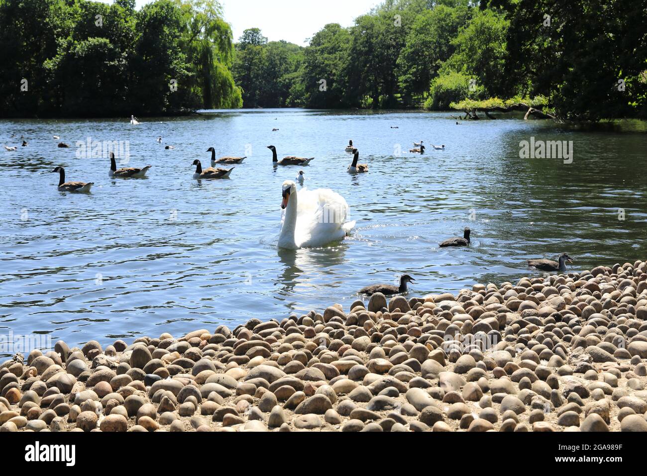 Birdlife on the lake in Grovelands Park in Southgate and Winchmore Hill ...