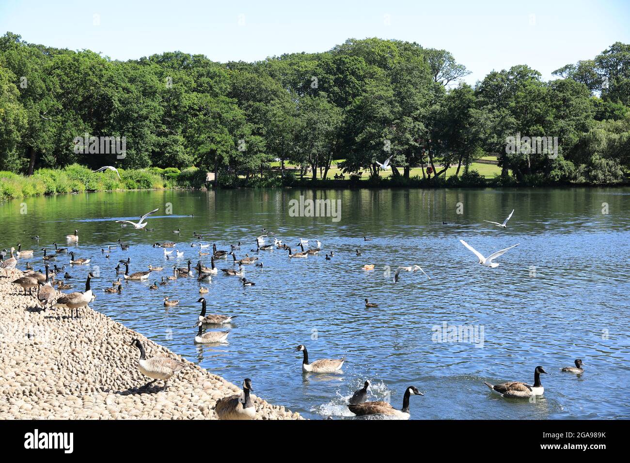 Birdlife on the lake in Grovelands Park in Southgate and Winchmore Hill ...