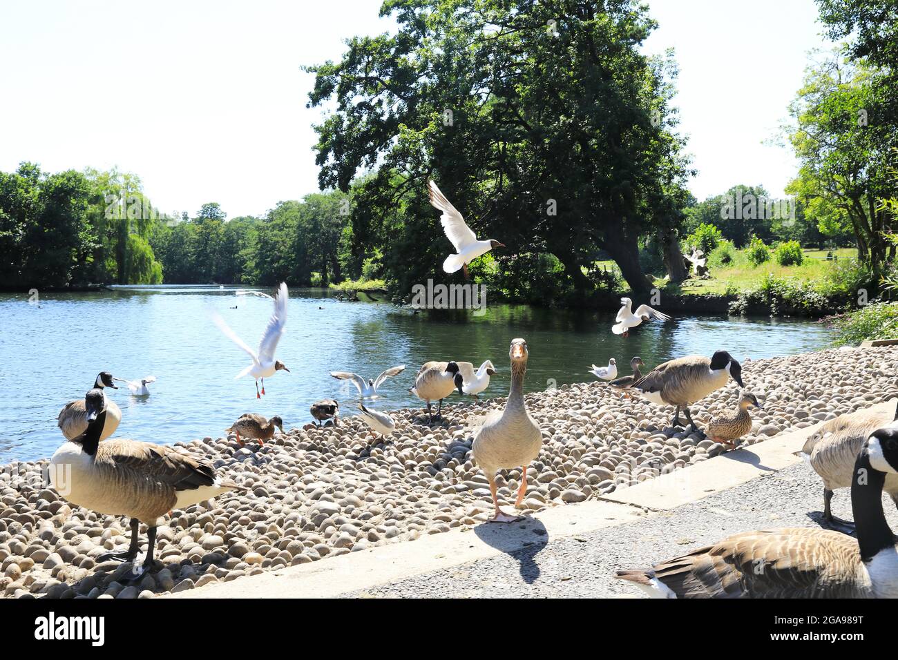 Birdlife on the lake in Grovelands Park in Southgate and Winchmore Hill ...