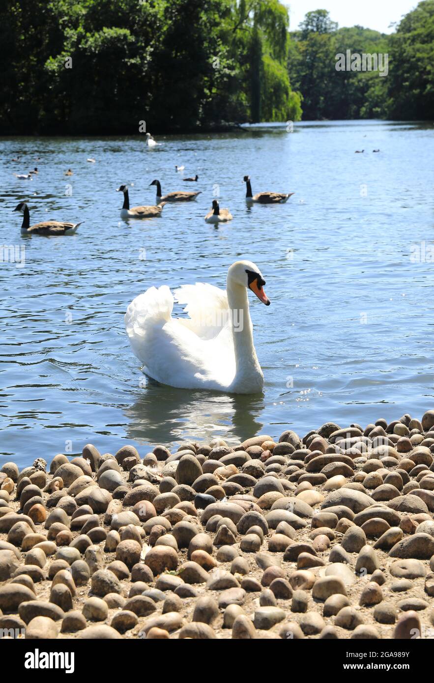 Birdlife on the lake in Grovelands Park in Southgate and Winchmore Hill ...