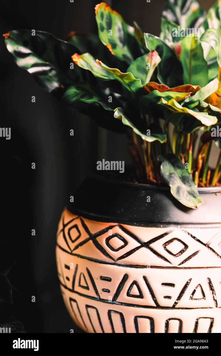 Potted Plan in a sunny window Stock Photo - Alamy