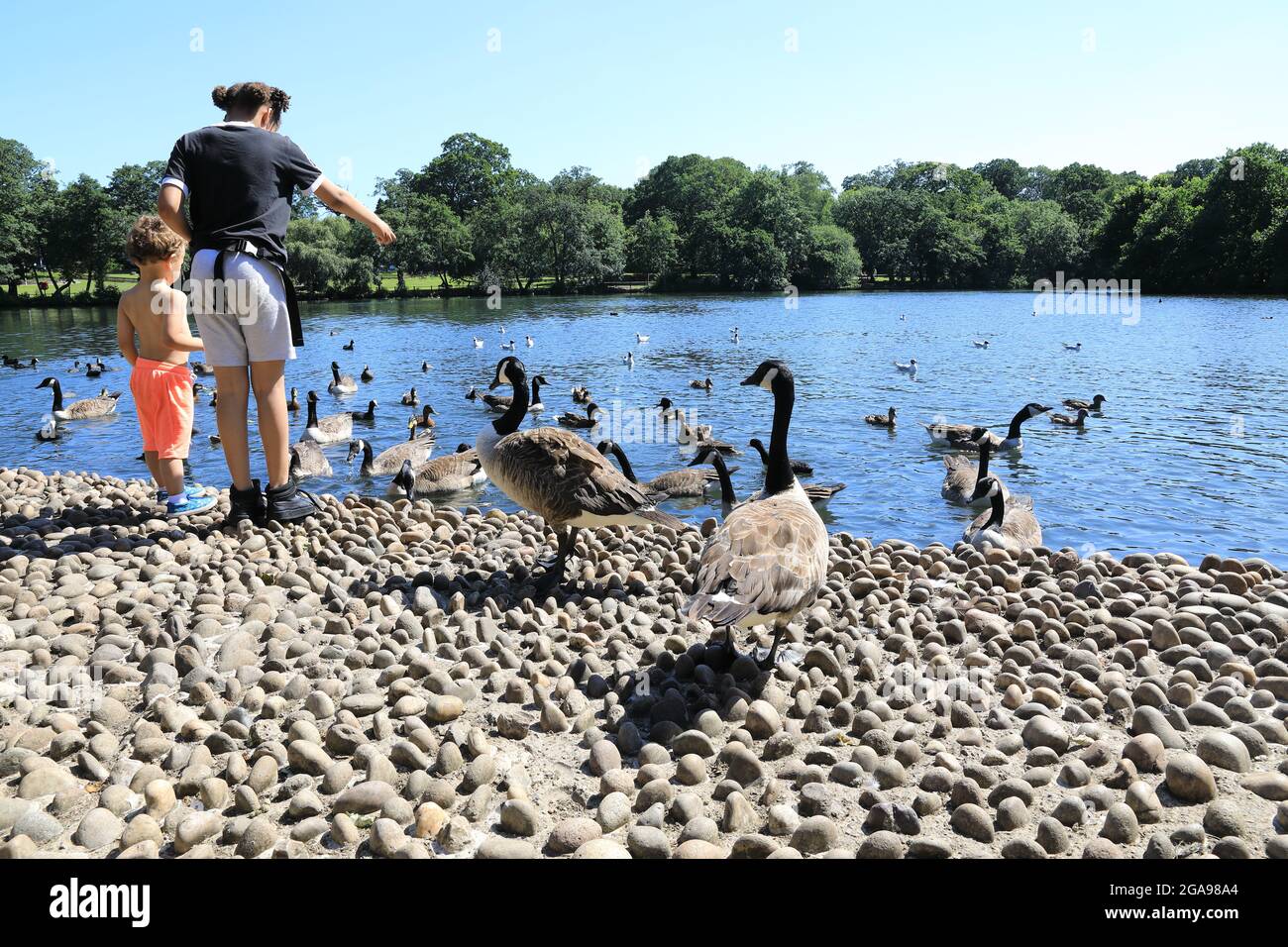 Birdlife on the lake in Grovelands Park in Southgate and Winchmore Hill ...