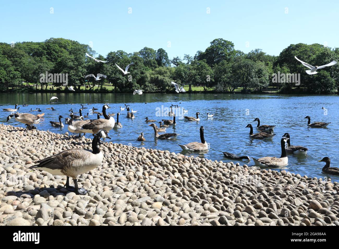 Birdlife on the lake in Grovelands Park in Southgate and Winchmore Hill ...