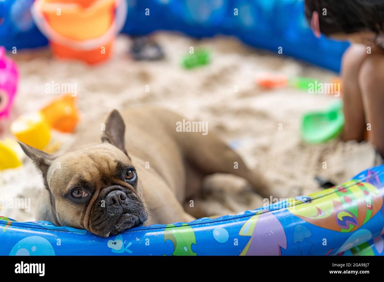 Bulldog in inflatable pool hi-res stock photography and images - Alamy