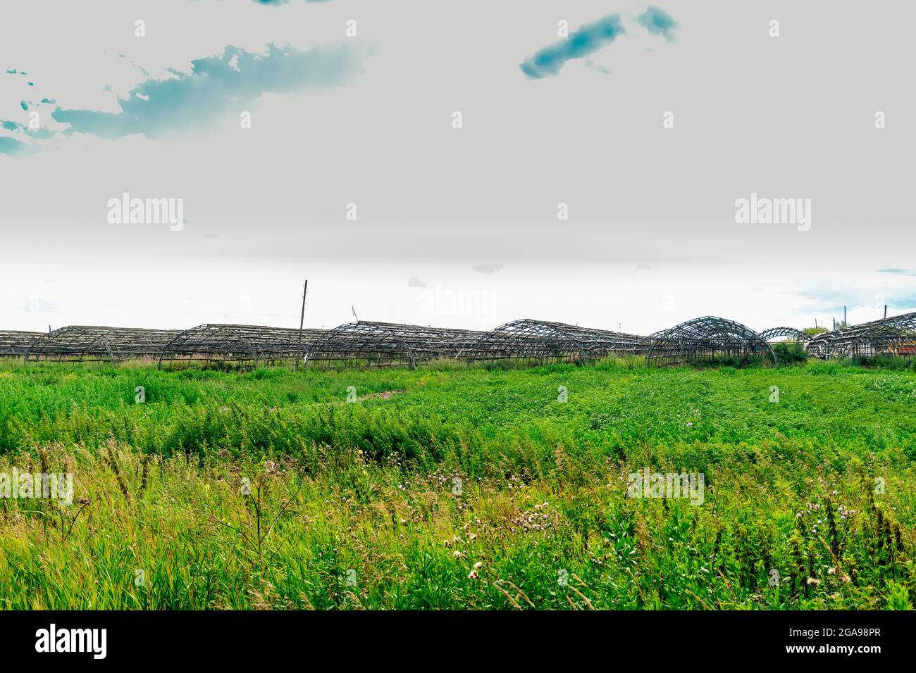 frames of abandoned agricultural greenhouses among wild grass, decline ...