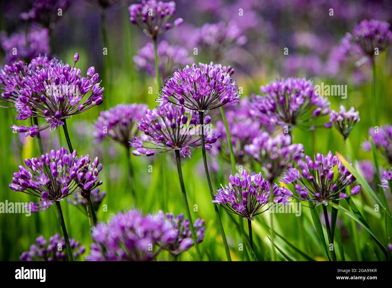 Ornamental Onion Allium hybrid, produces a compact clump of glossy ...