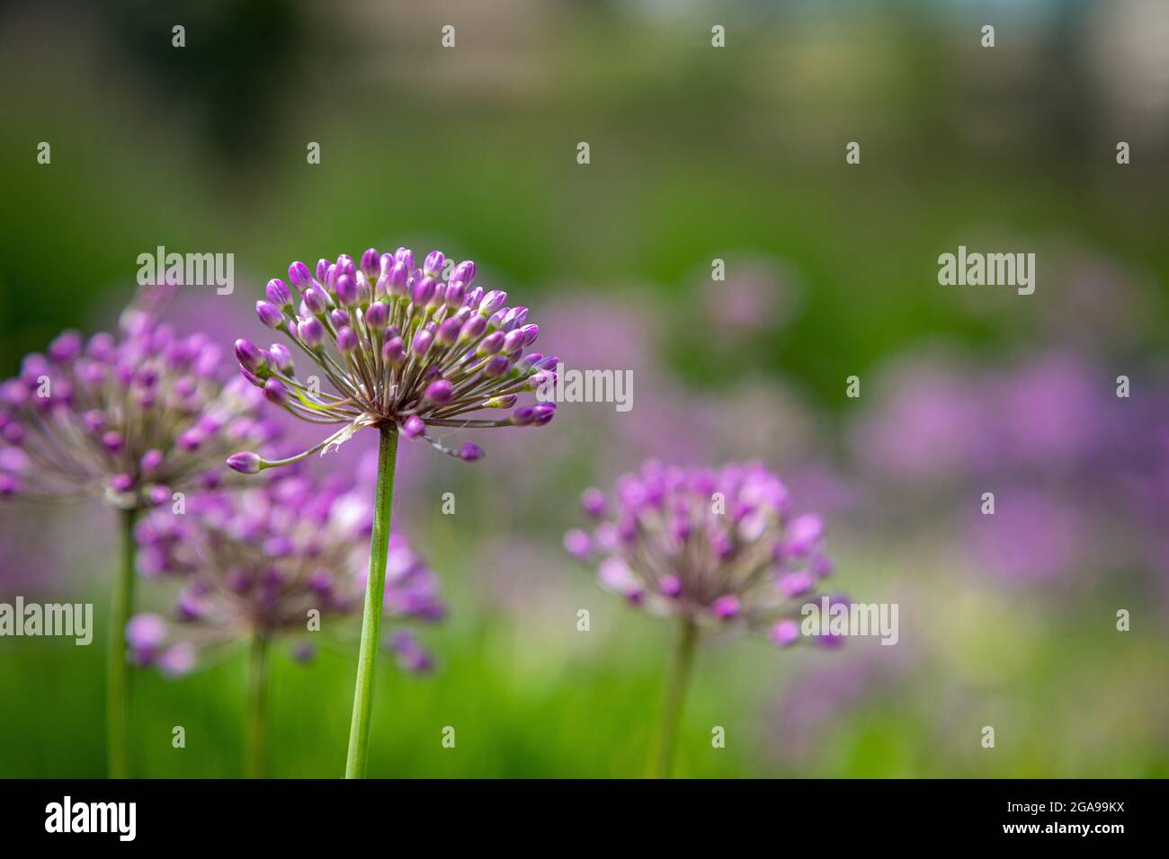 Ornamental Onion Allium hybrid, produces a compact clump of glossy ...