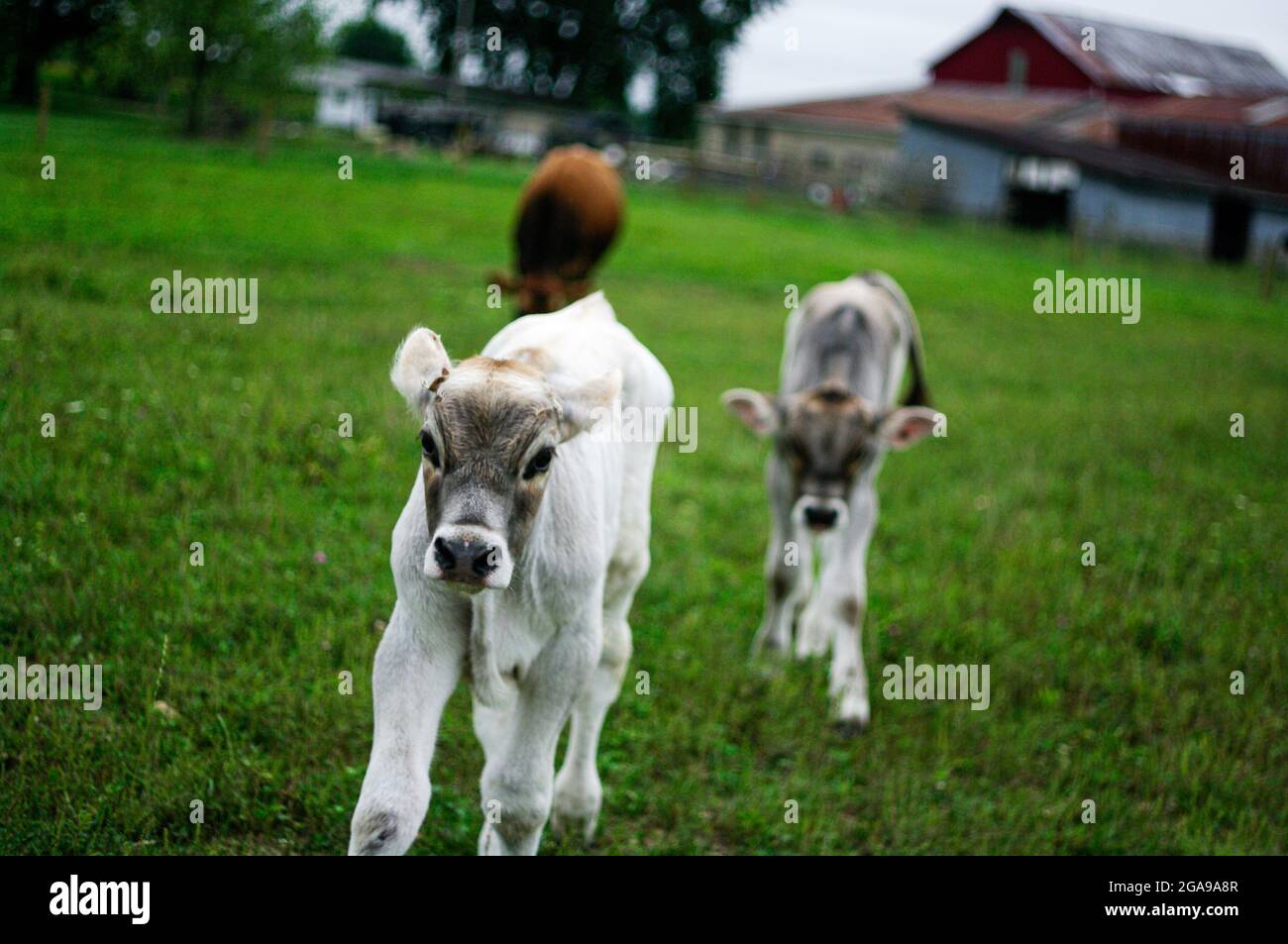 Calf walking forward hi-res stock photography and images - Alamy