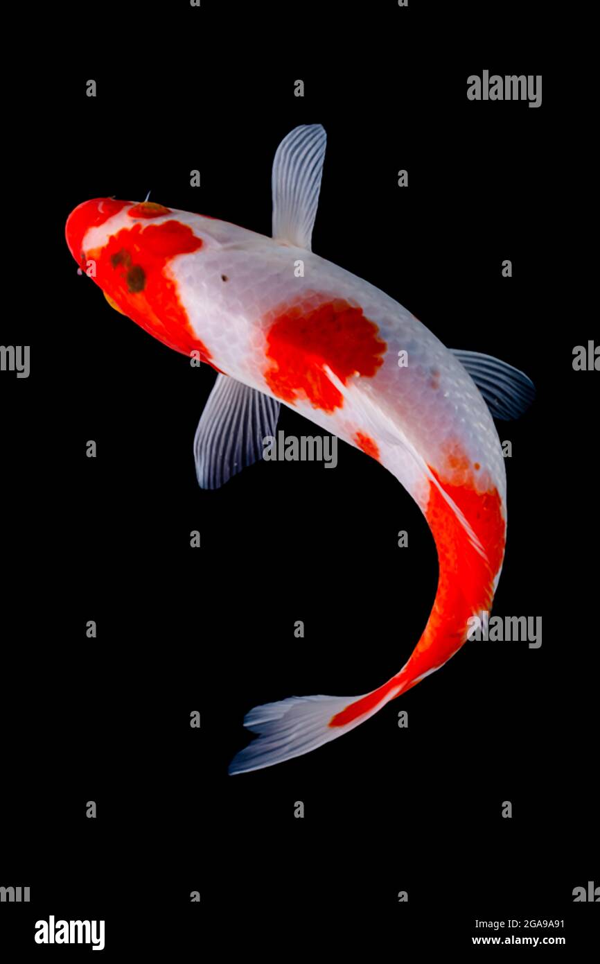 Koi fish Gold isolated on black background Stock Photo - Alamy