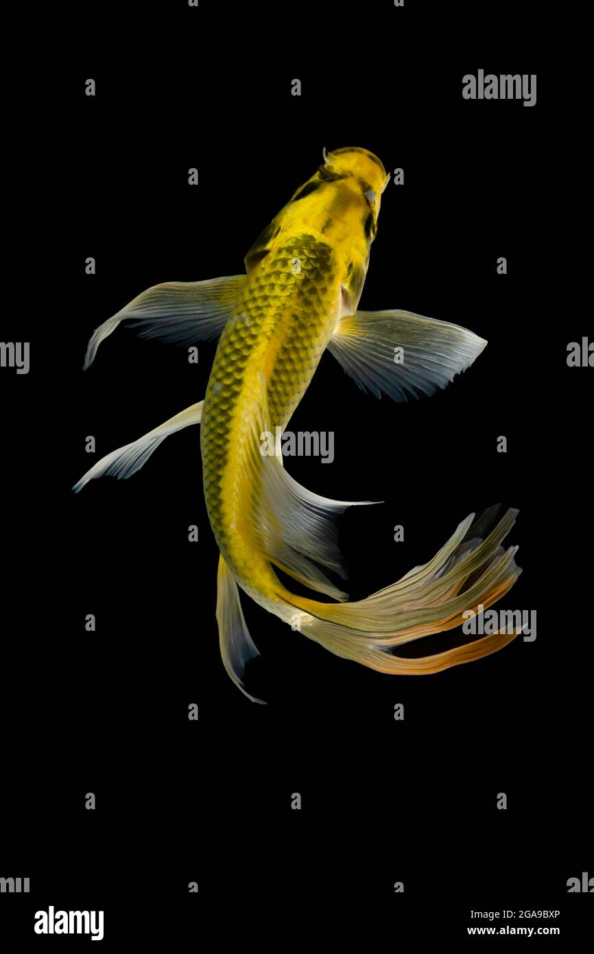Black And Yellow Koi