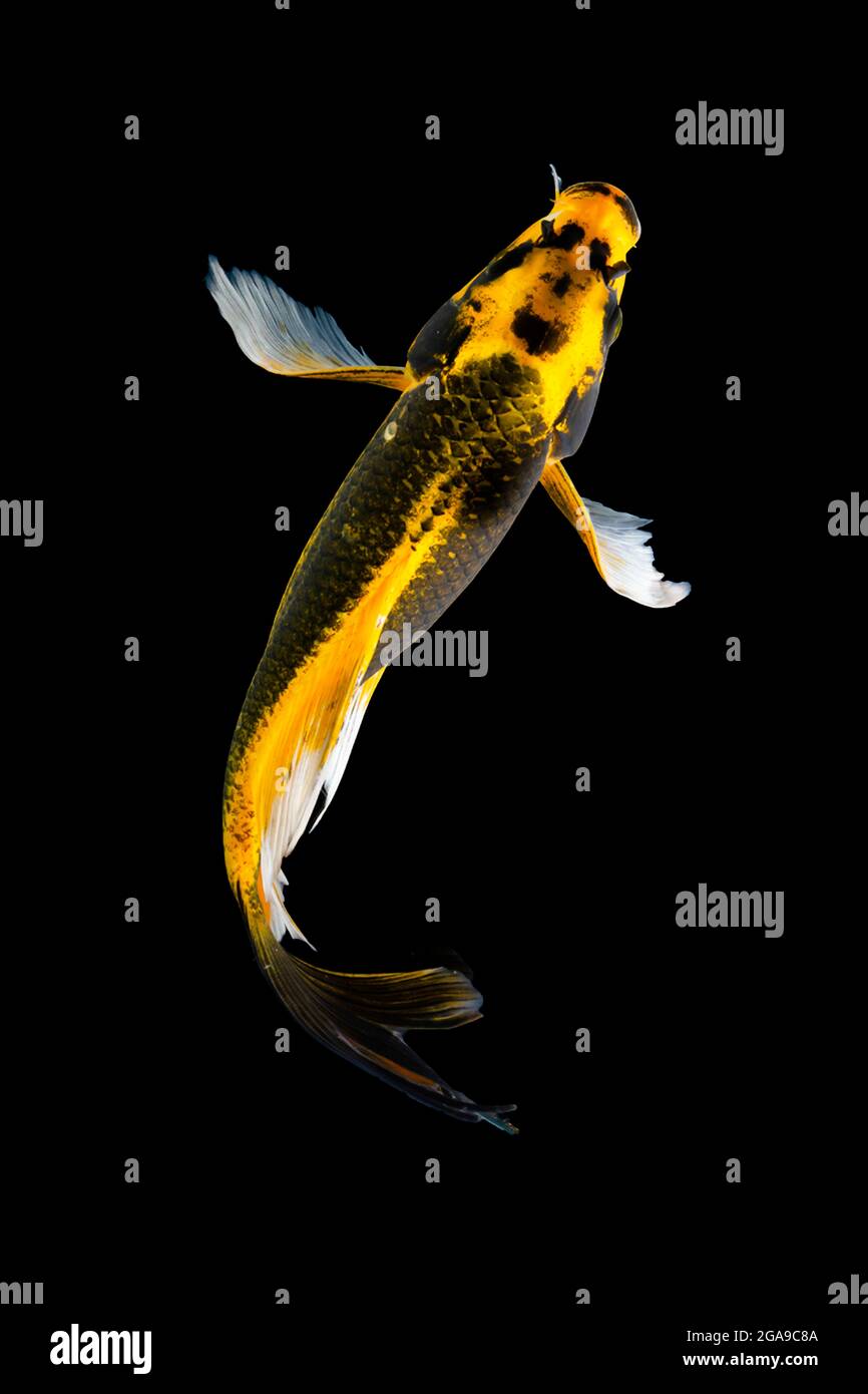 Black And Yellow Koi