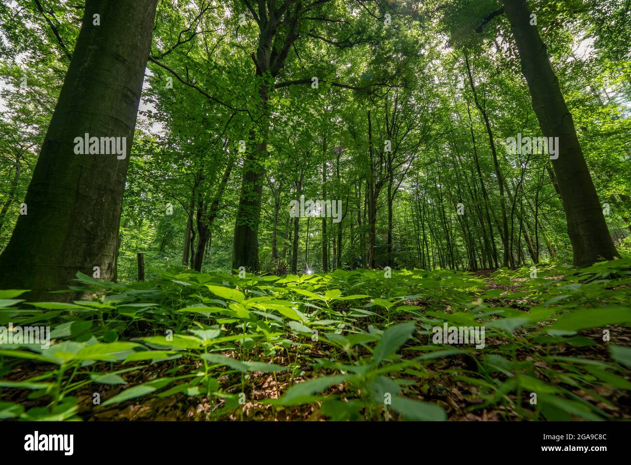 The city forest in Duisburg, 600 hectare forest area in the southeast ...