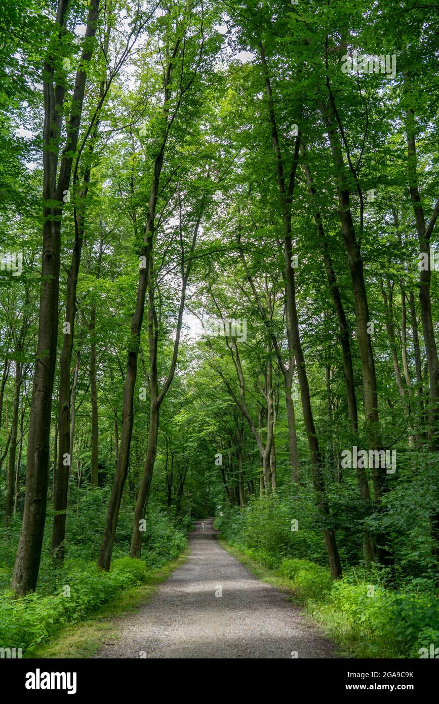 Bathing area in the forest hi-res stock photography and images - Alamy