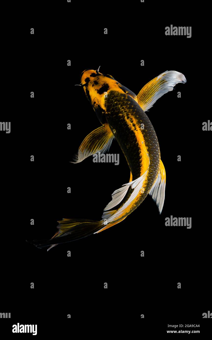 Black And Yellow Koi
