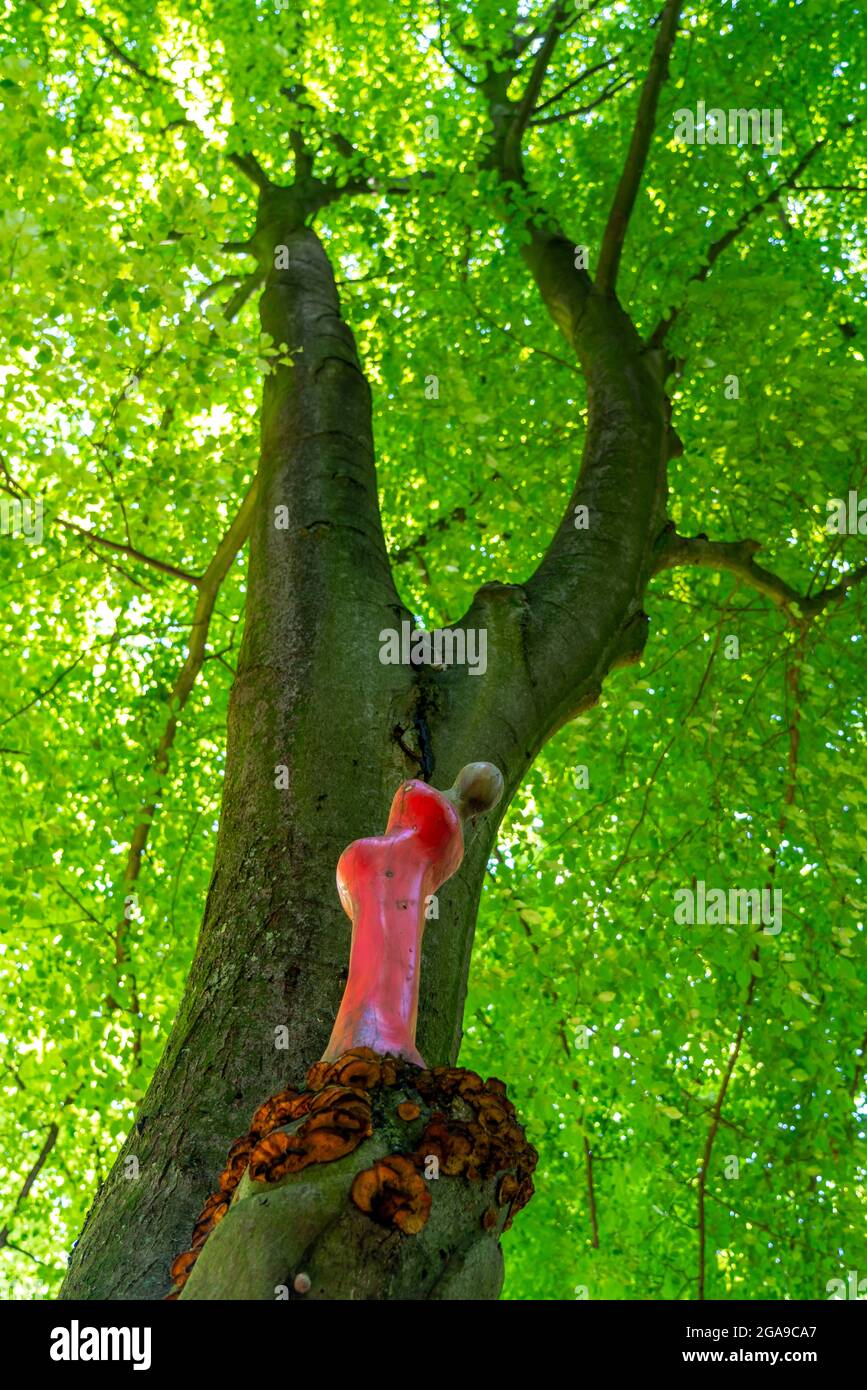The city forest in Duisburg, 600 hectare forest area in the southeast ...