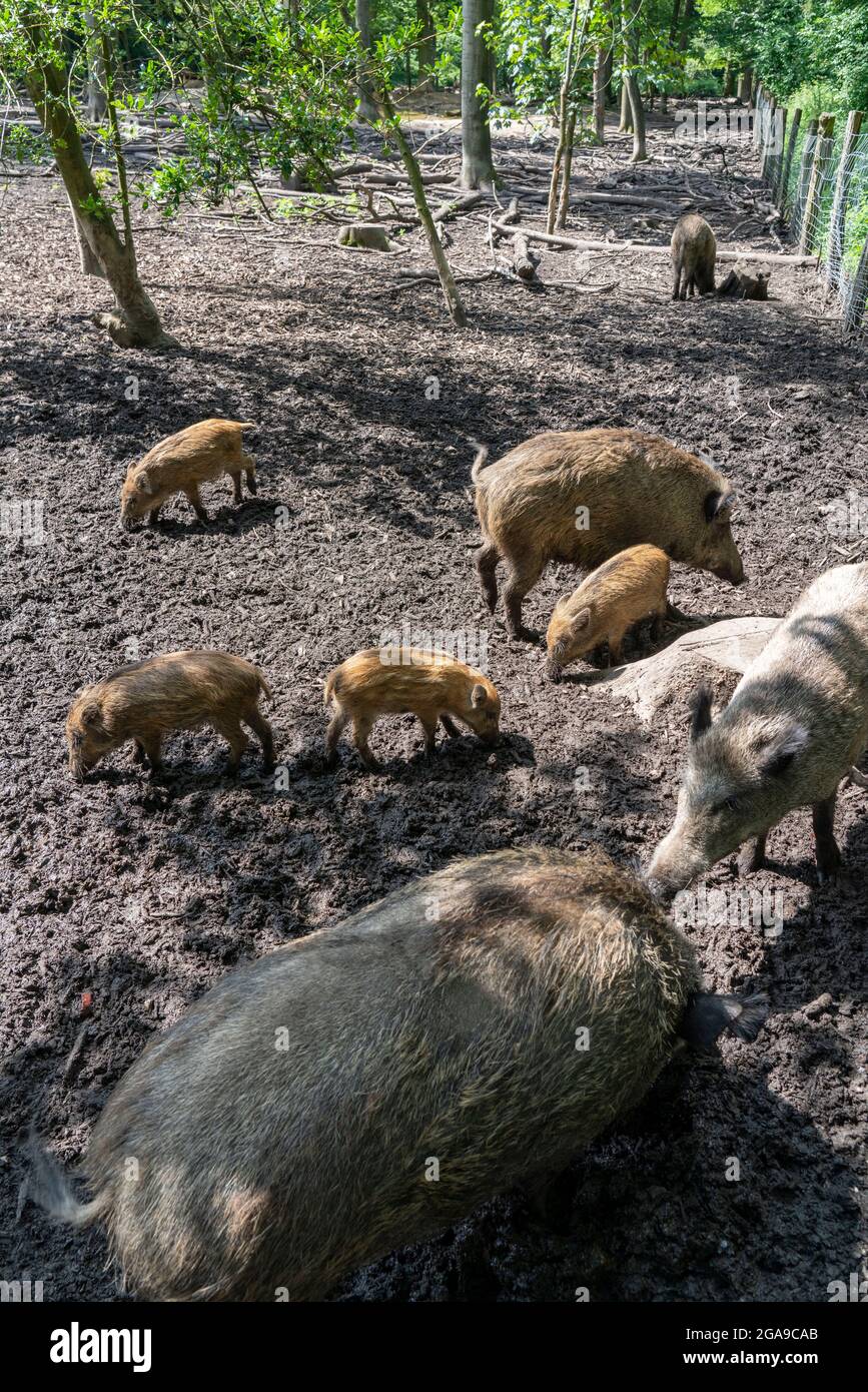 The city forest in Duisburg, 600 hectare forest area in the southeast ...