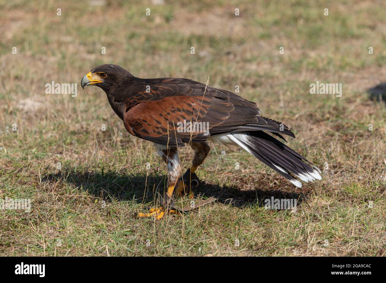 during a show in the wild Stock Photo - Alamy