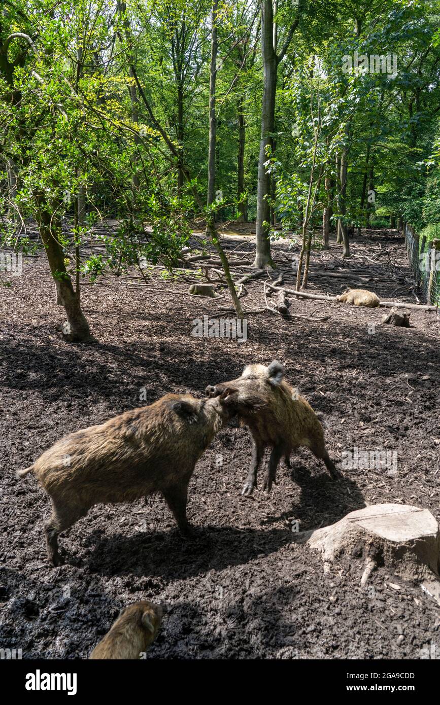 The city forest in Duisburg, 600 hectare forest area in the southeast ...