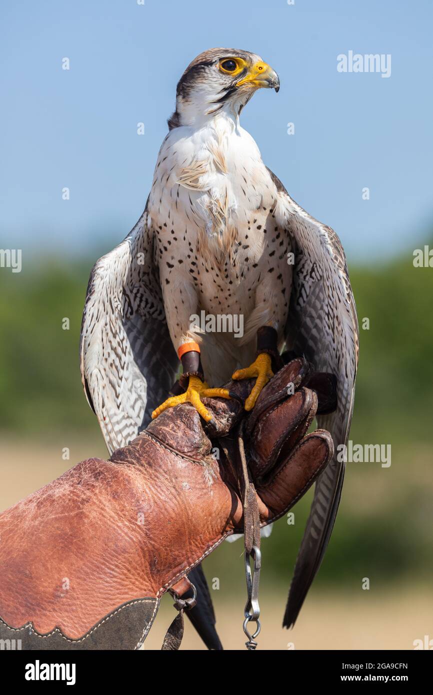 Lancer Falcon during a show in the wild Stock Photo - Alamy