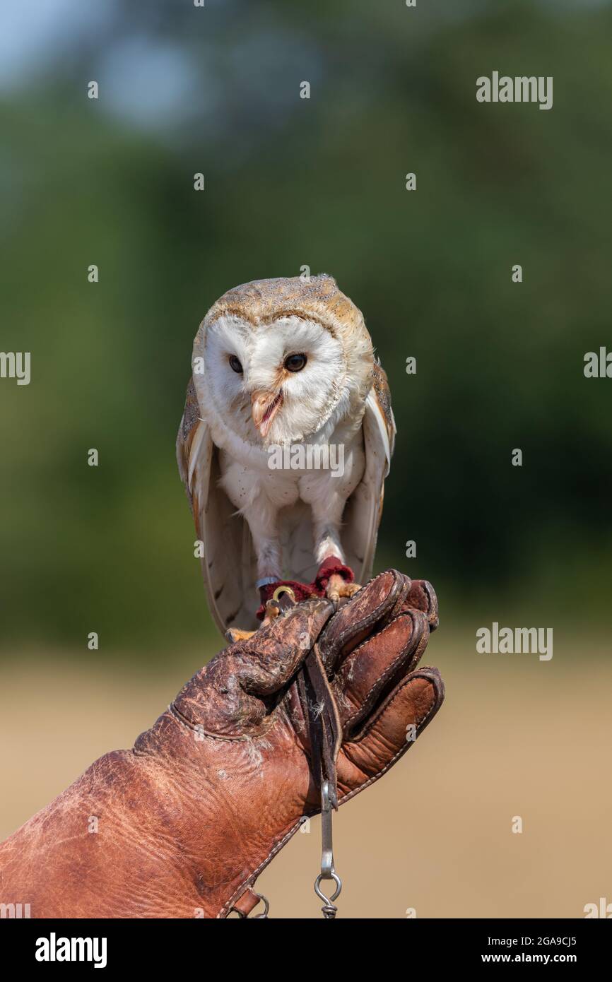 Barn Owl during a show in the wild Stock Photo - Alamy