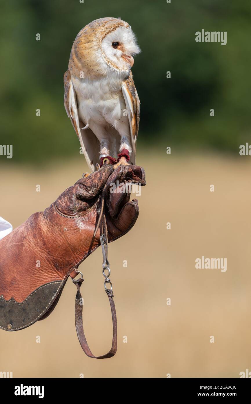 Barn Owl during a show in the wild Stock Photo - Alamy