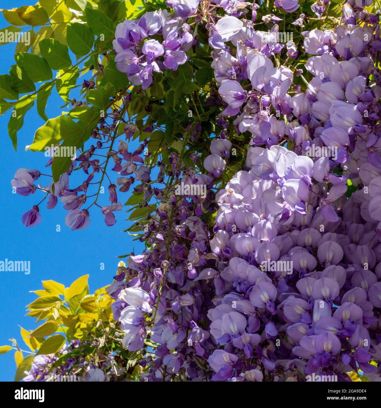 Light wisteria hi-res stock photography and images - Alamy