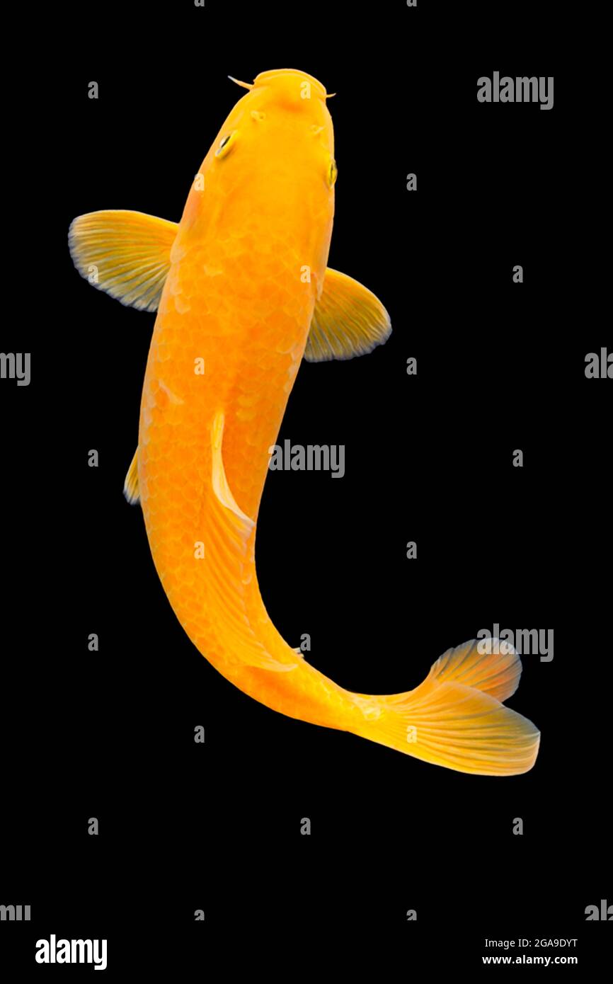 Koi fish Gold isolated on black background Stock Photo - Alamy