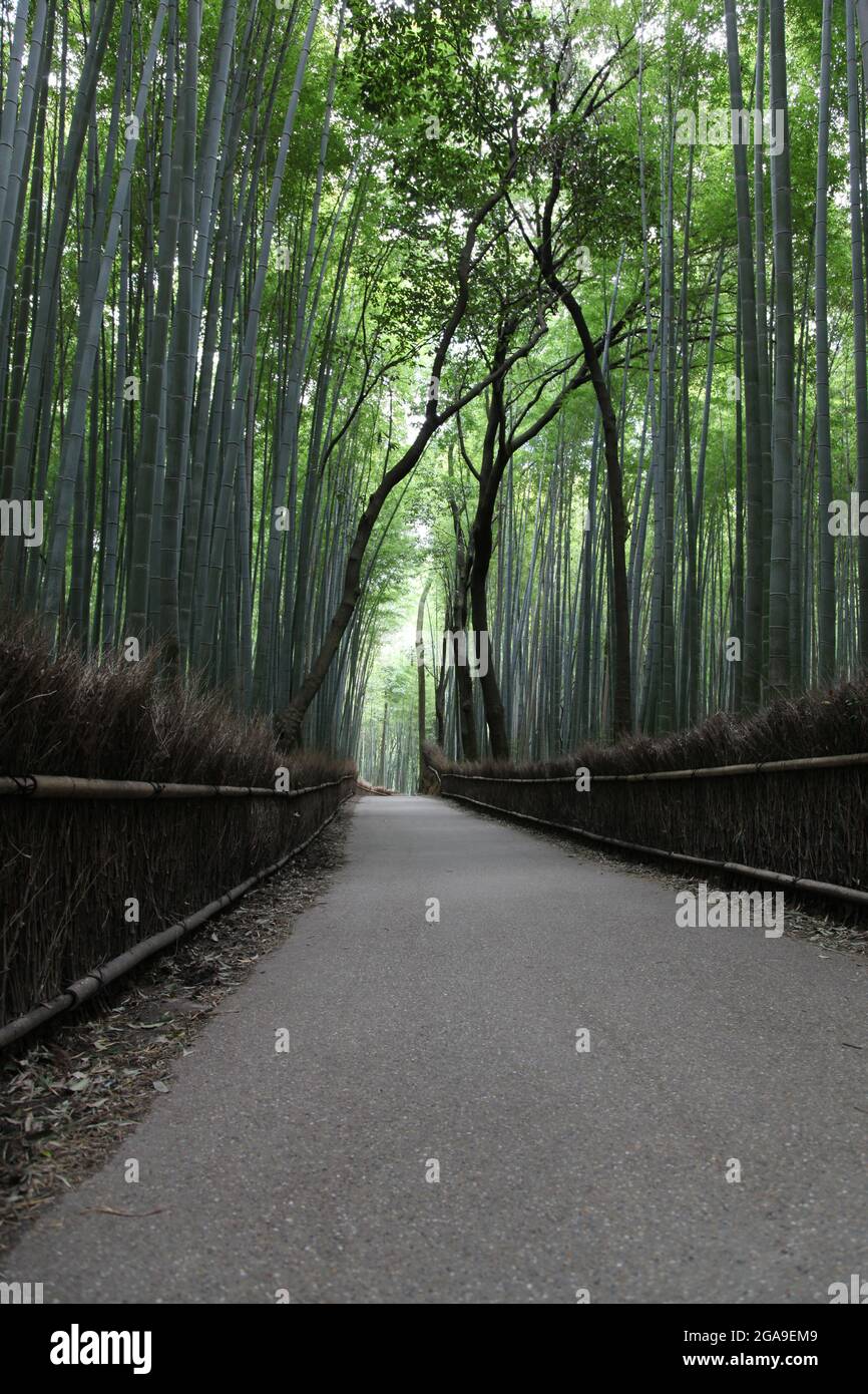 Japan kyoto bamboo forest hi-res stock photography and images - Alamy