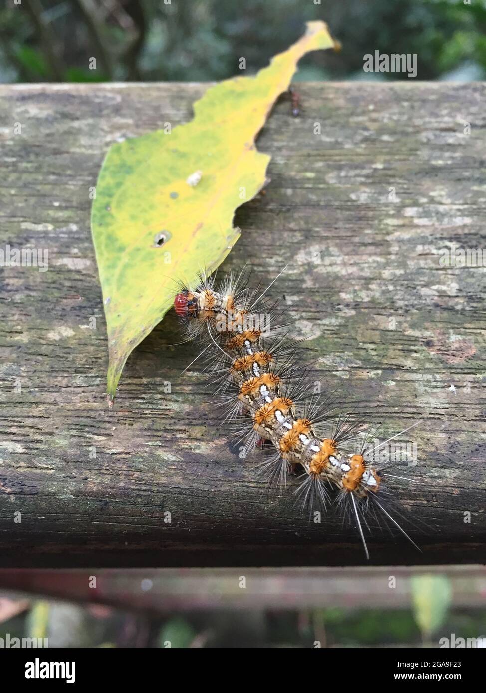 A fuzzy caterpillar in the forest in Taiwan Stock Photo - Alamy