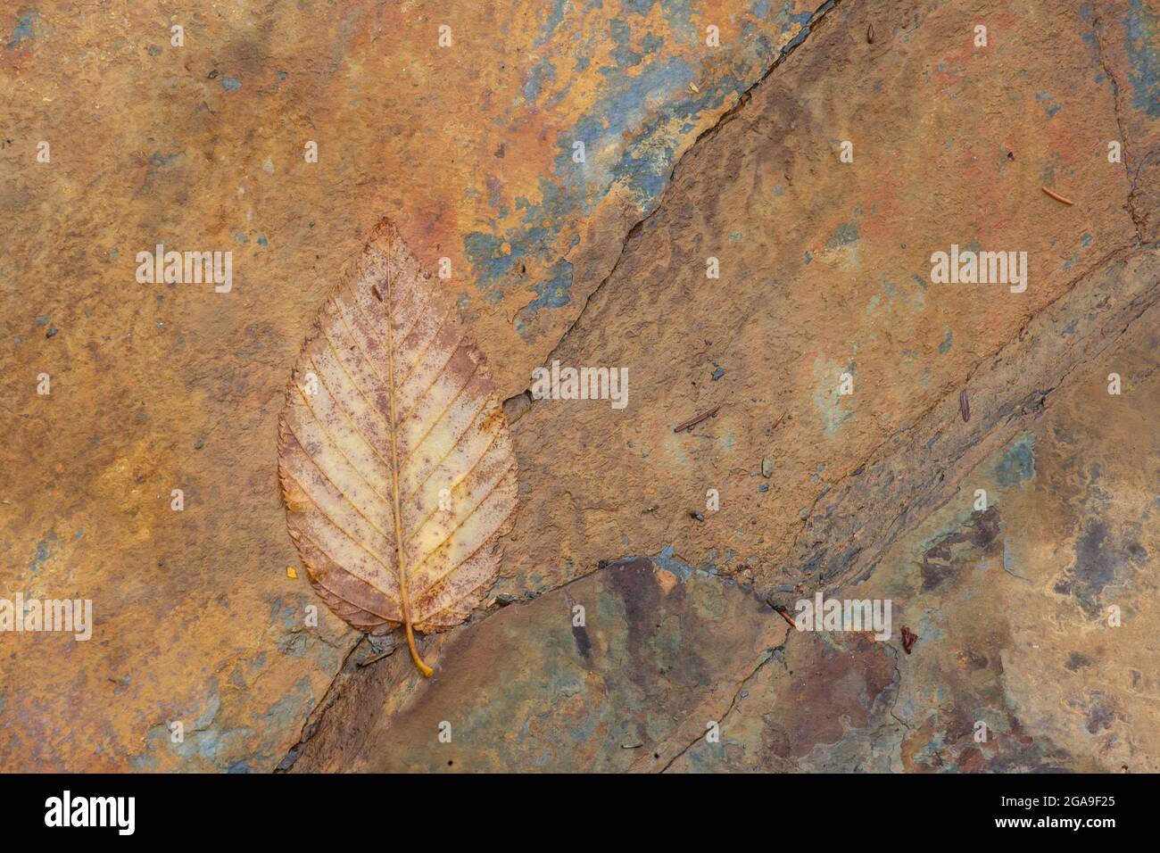 Leaf on a rock slab (shale) in Great Smoky Mountains National Park ...