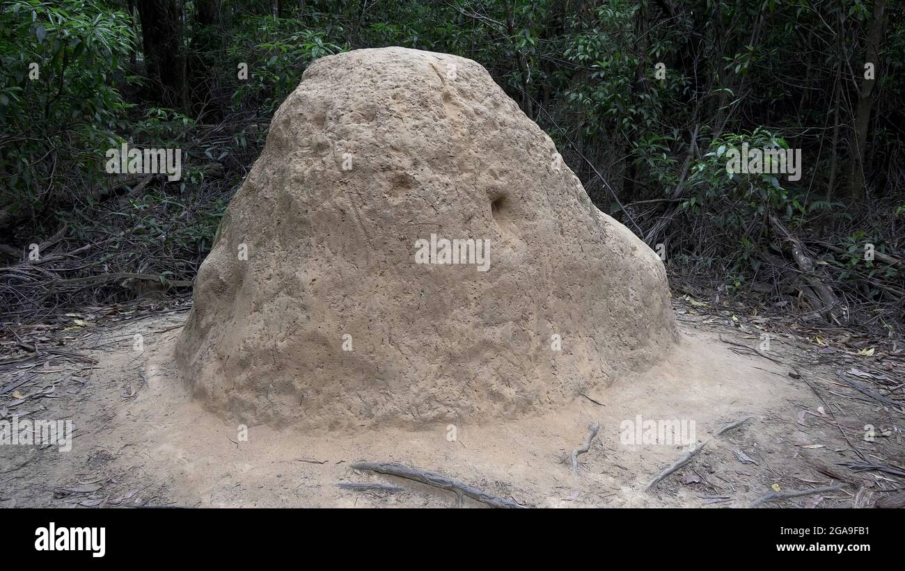 Milk termite hi-res stock photography and images - Alamy