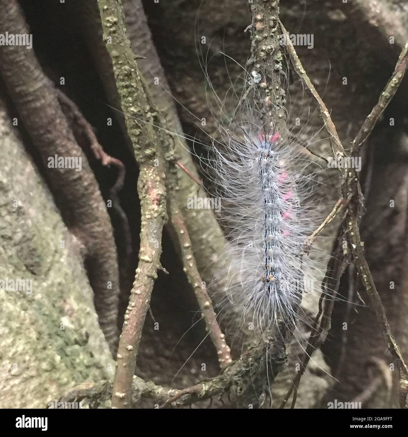 Yellow and black fuzzy caterpillar hi-res stock photography and images ...
