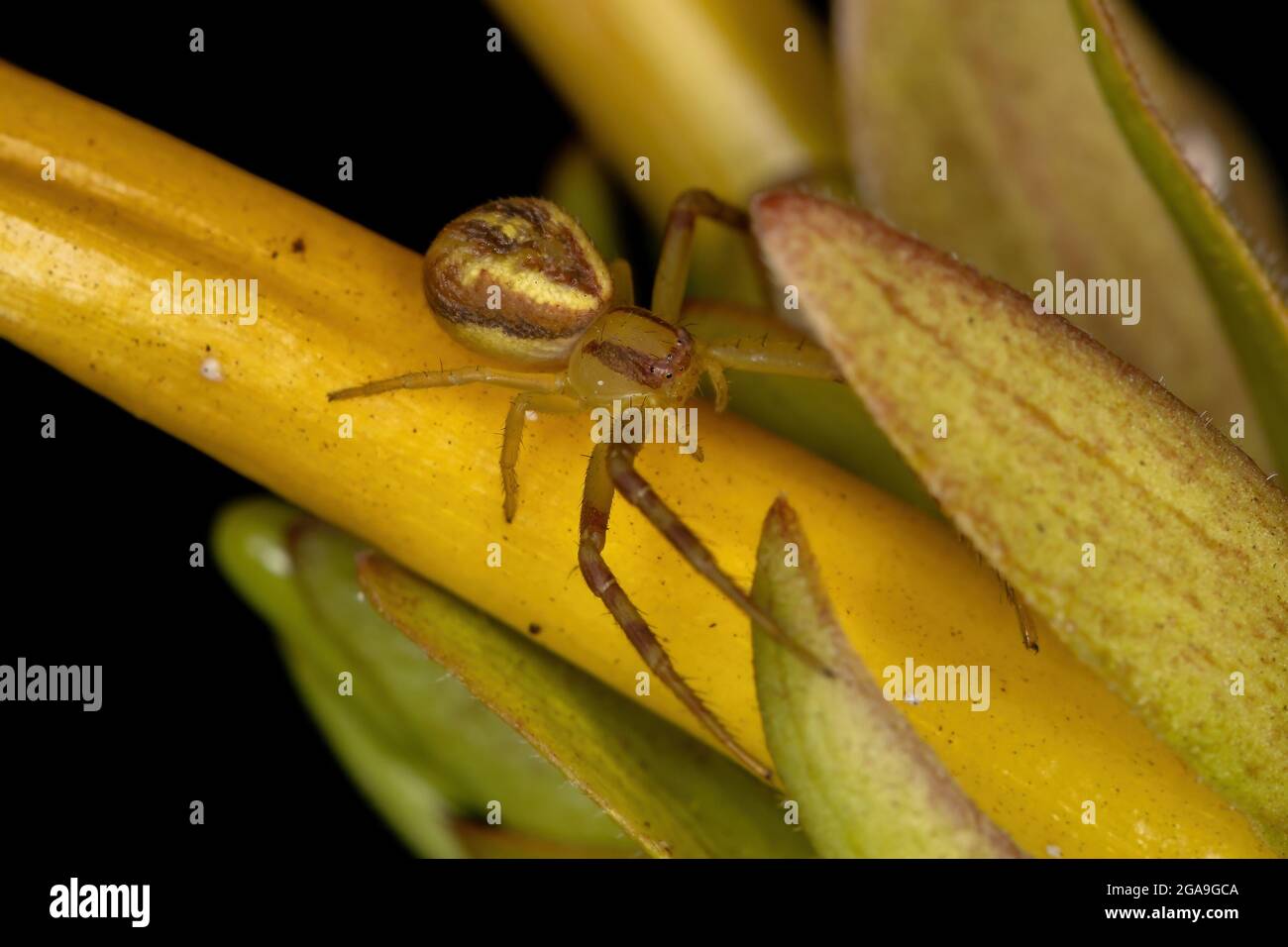 Small crab spider family hi-res stock photography and images - Alamy