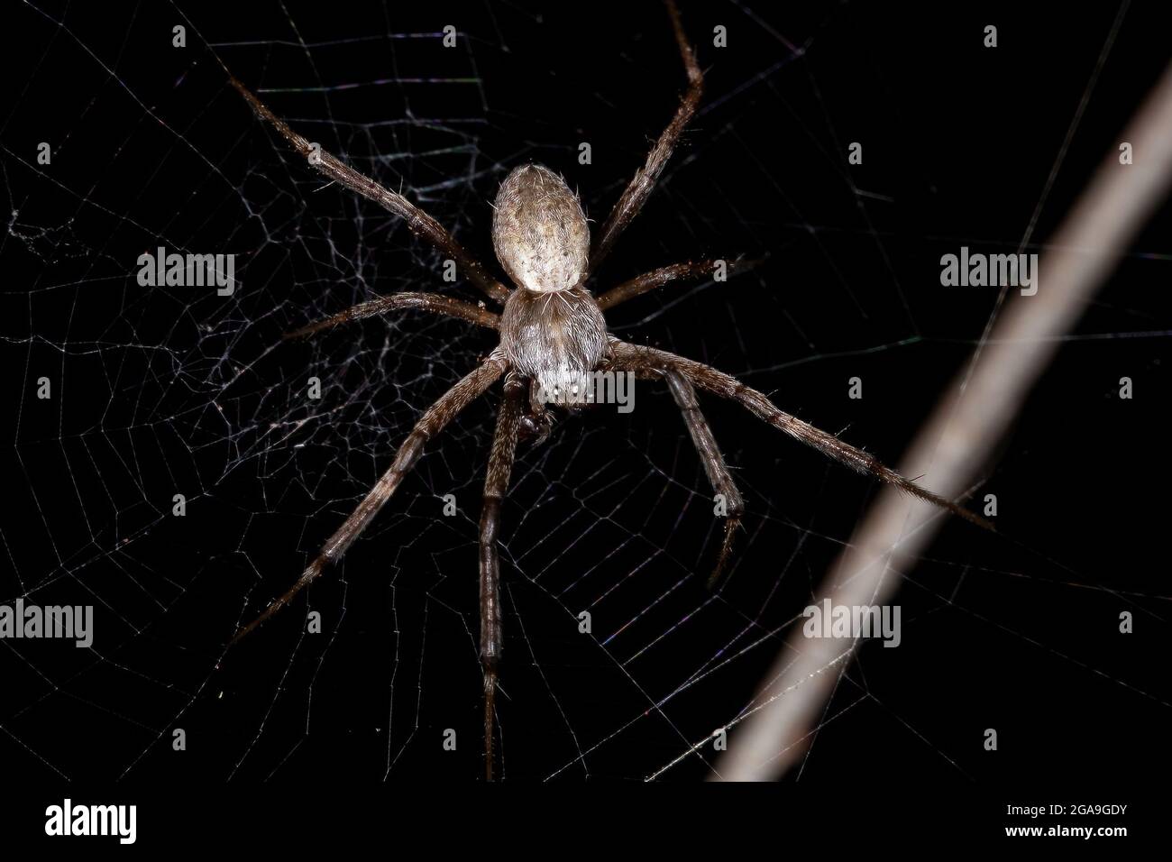 Silver argiope argentata orb weaver spider hi-res stock photography and ...