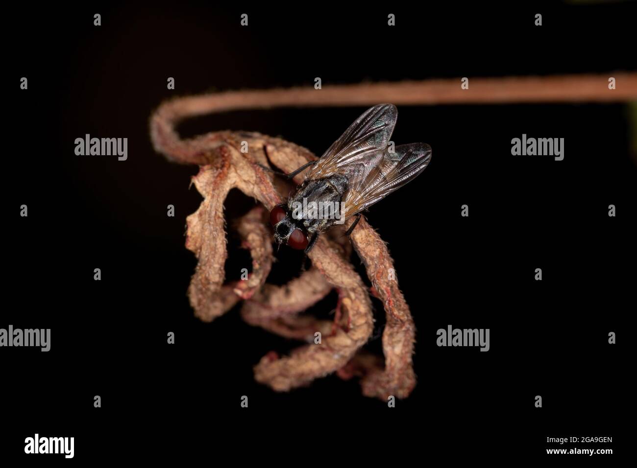 Adult House Fly of the species Musca domestica Stock Photo - Alamy
